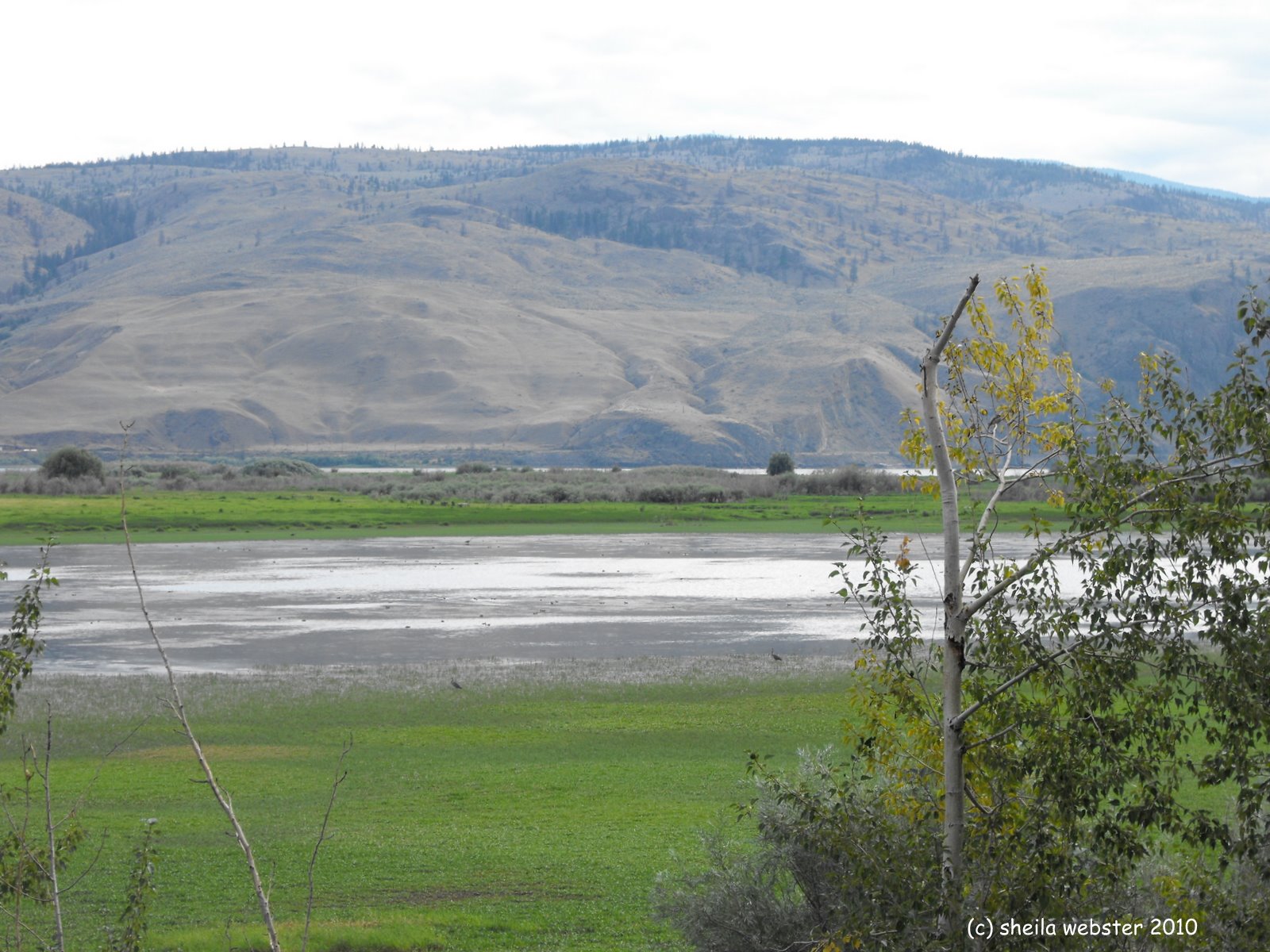 we-love-kamloops: Tranquille Wildlife Management Area ~ Herons ...