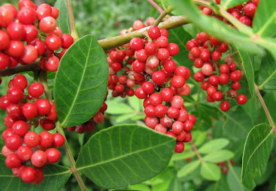Tree Identification: Schinus terebinthifolius - Brazilian Pepper Tree