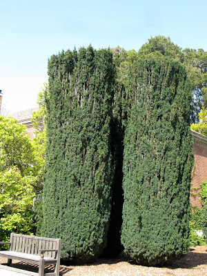 Tree Identification: Taxus baccata 'Stricta' - Irish Yew