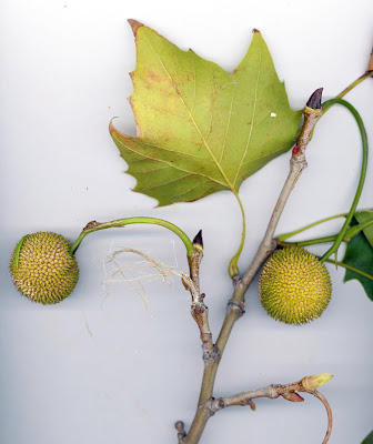 Tree Identification: Platanus x acerifolia - London Plane Tree