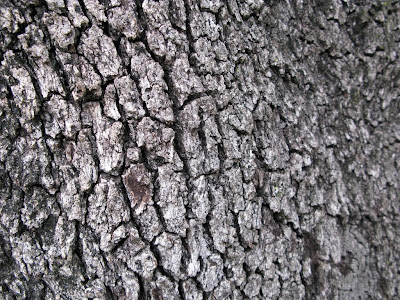 Tree Identification: Quercus ilex - Holly Oak or Holm Oak