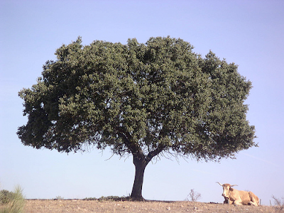 Tree Identification: Quercus ilex - Holly Oak or Holm Oak