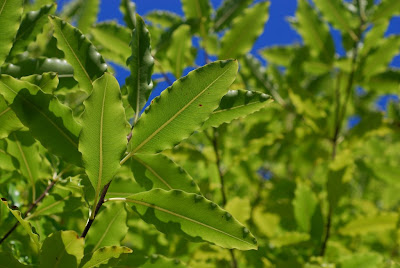 Tree Identification: Pittosporum eugenioides - Tarata