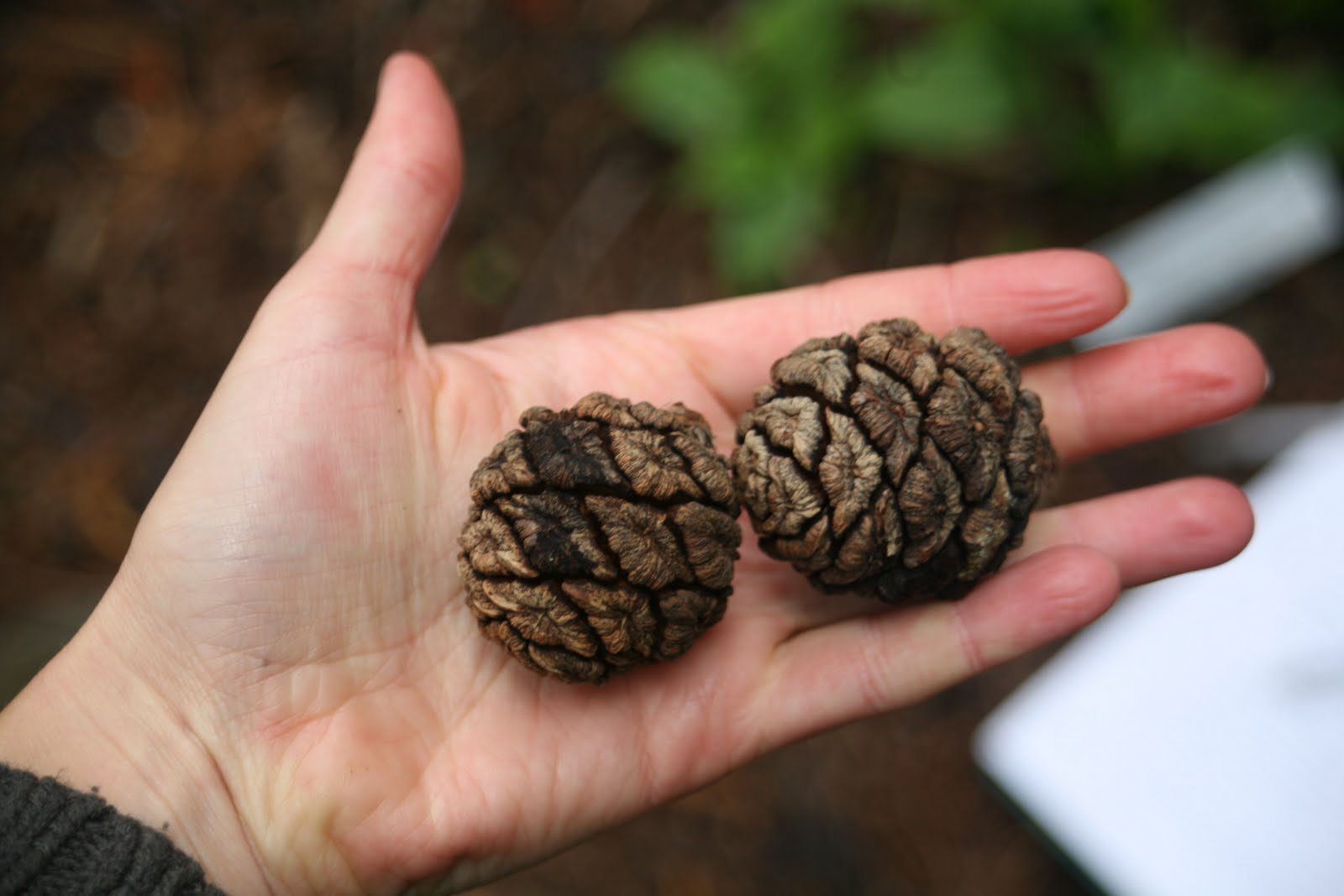 Tree Identification: Sequoiadendron giganteum - Giant Sequoia