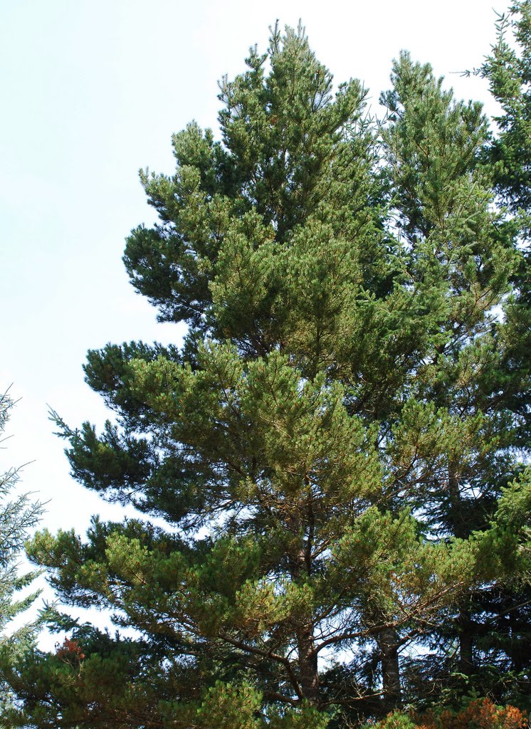 Tree Identification: Pinus contorta contorta - Shore Pine