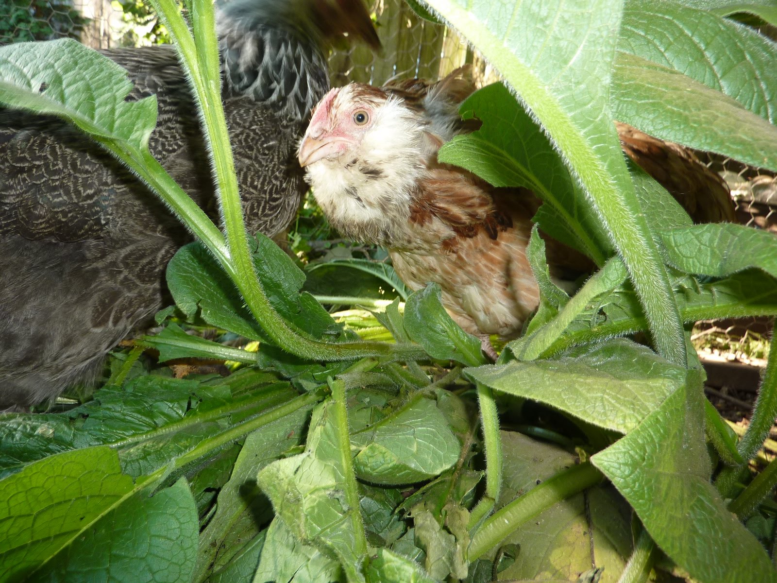Life is good.: Pen expansion and chicky photos!
