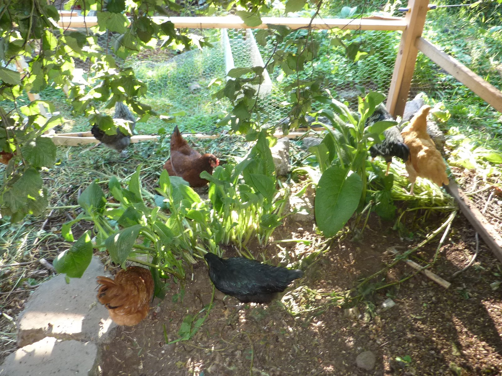 Life is good.: Pen expansion and chicky photos!