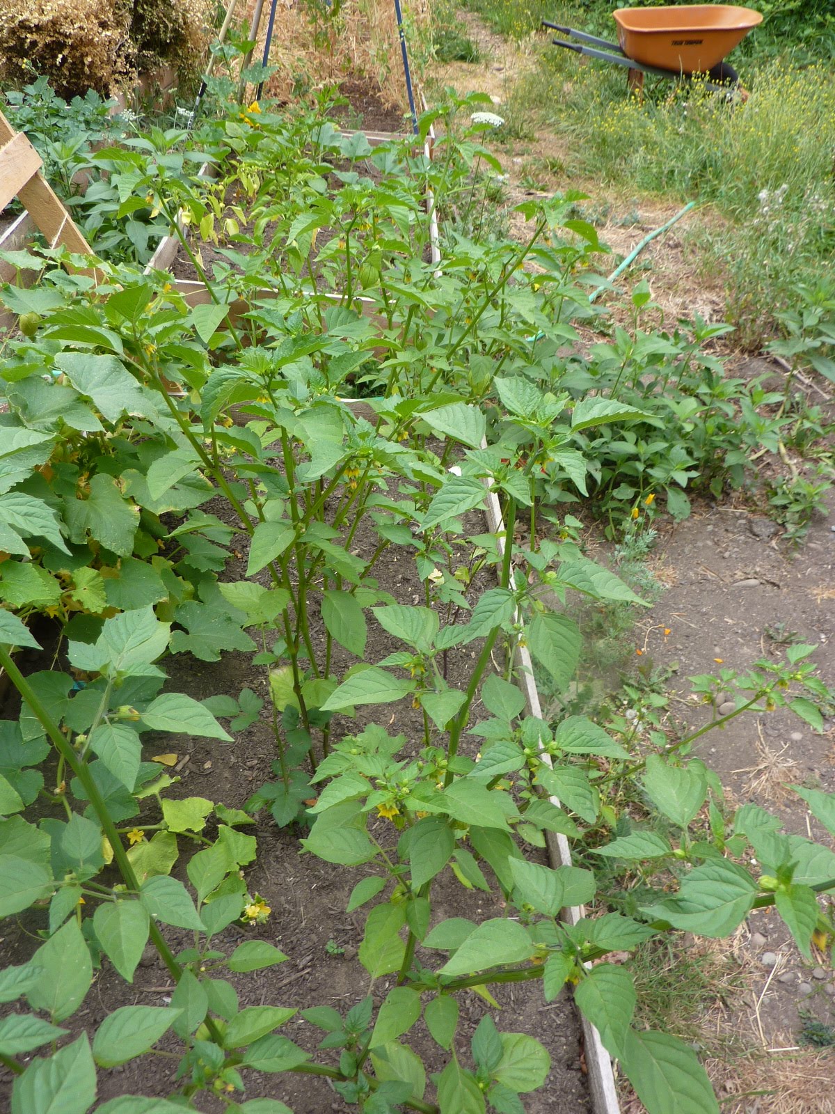 Life is good.: Garden updates!