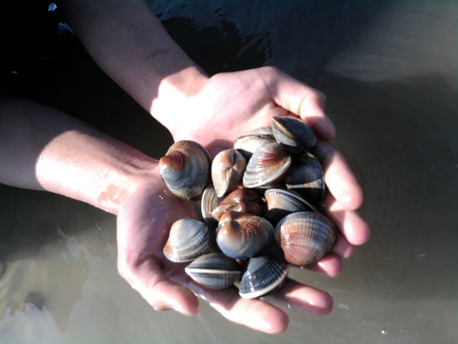 Clam hunting again - Heinz's Album