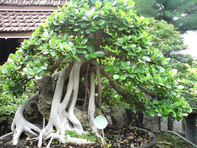 JENIS TANAMAN YANG BISA DIJADIKAN BONSAI | Tips Petani