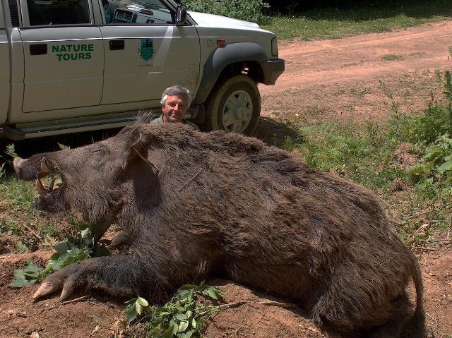 Craziest Pics: Giant wild boar