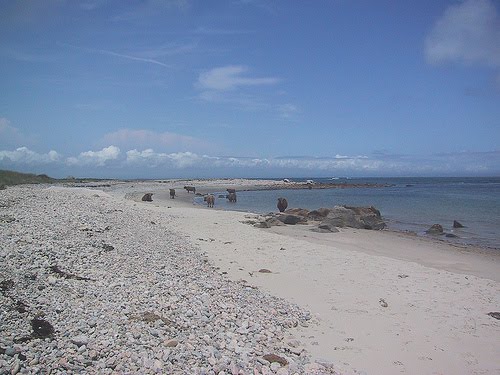 No Carnations: Part 3 ~ Elizabeth Islands-Naushon- Nashawena