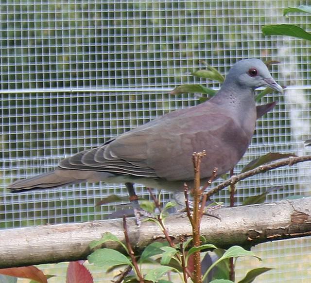 Passion des colombes et tourterelles exotiques: COLOMBIDES EXOTIQUES ...