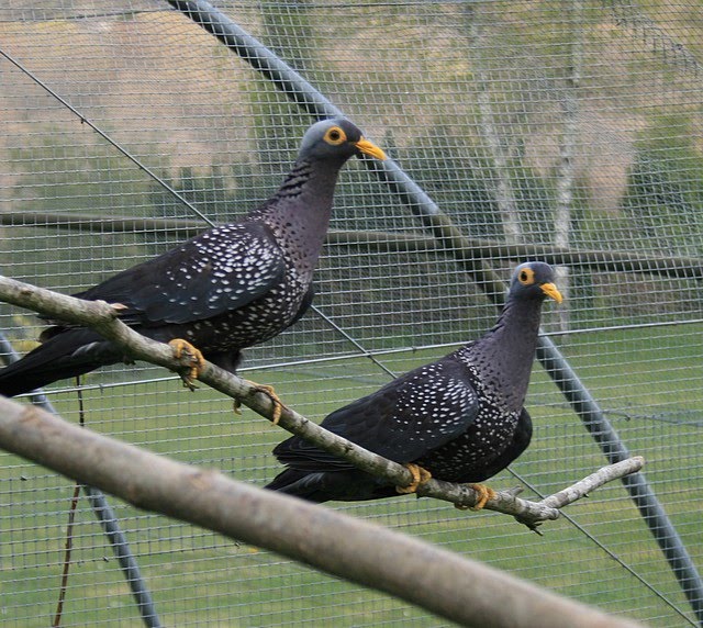 Passion des colombes et tourterelles exotiques: COLOMBIDES EXOTIQUES ...
