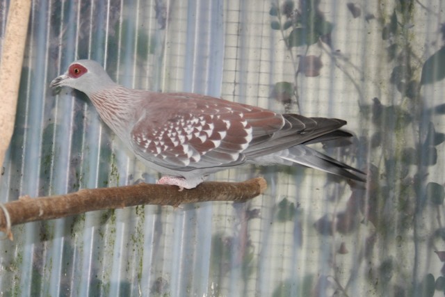 Passion des colombes et tourterelles exotiques: COLOMBIDES EXOTIQUES ...