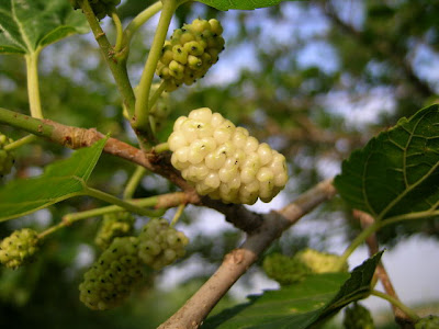 Flora Europaea: 0194 Morus alba