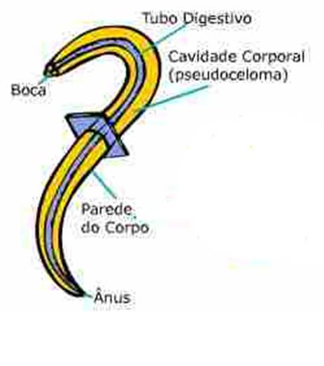 Nature: Familia de los Nematelmintos