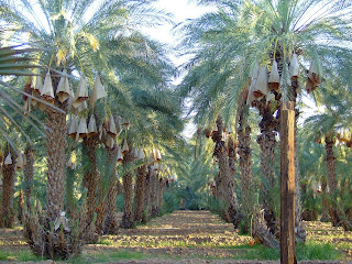 Acontecer Diario: DATILERA DEL DESIERTO - RANCHO SAN FRANCISCO DE LAS ...