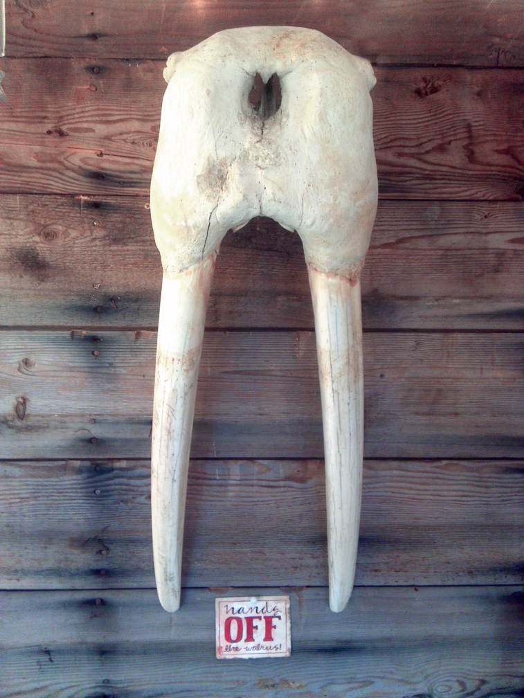 Anachronistic Decay: Walrus Teeth Sky