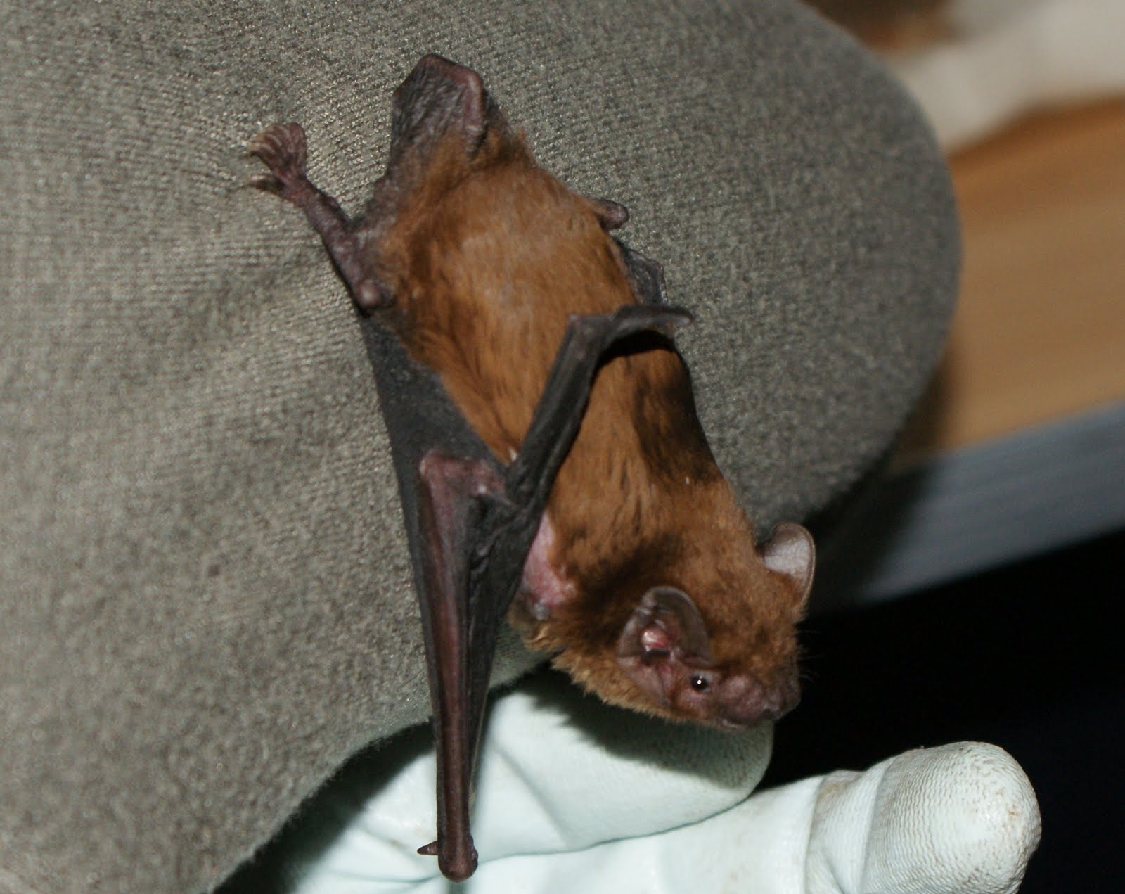 Bedfordshire Wild!: Noctule Bat