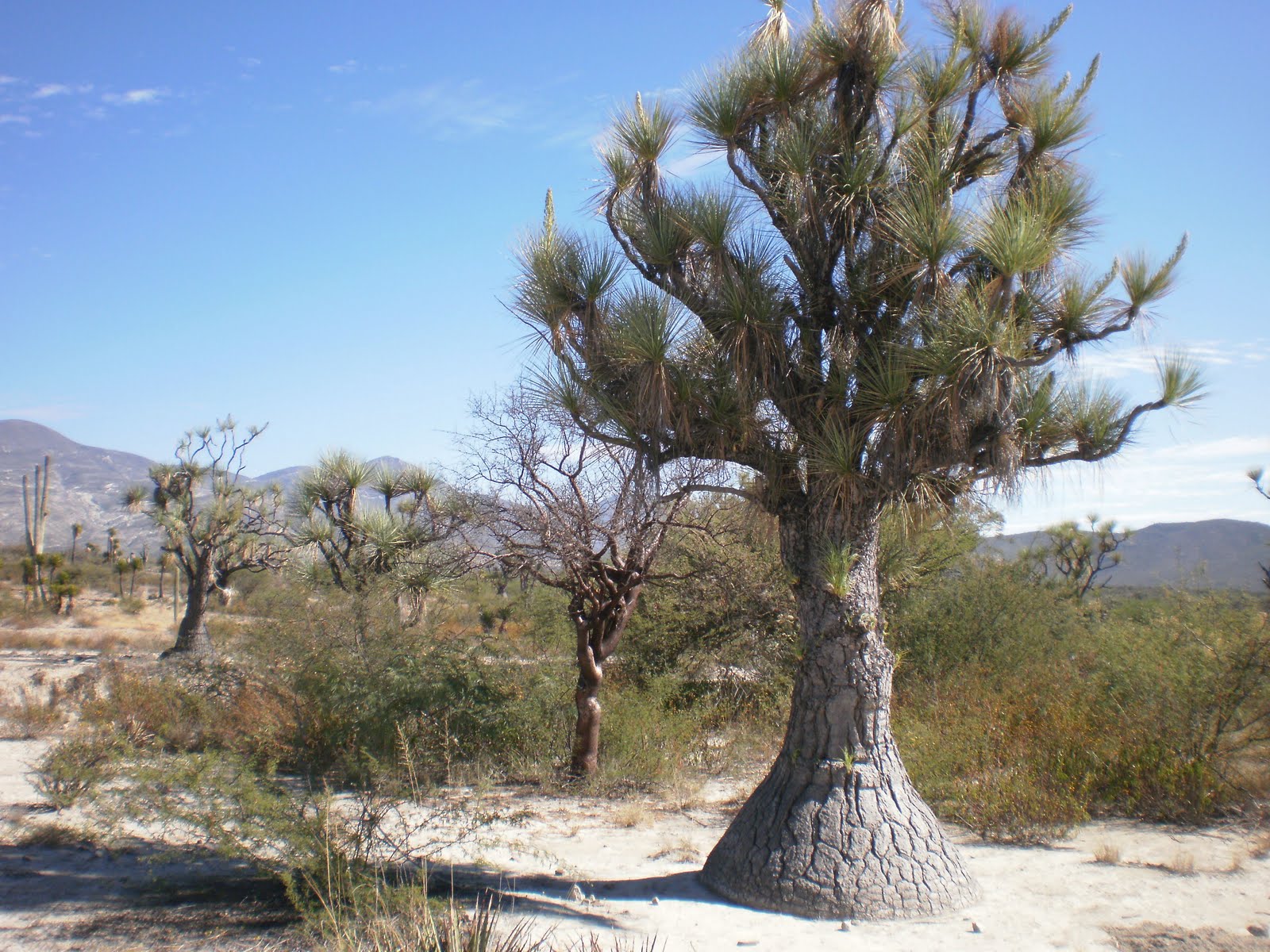 Remembranzas de un biólogo por la red