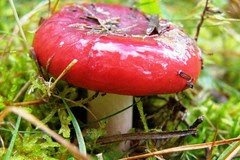 reginaveeb: Seened....