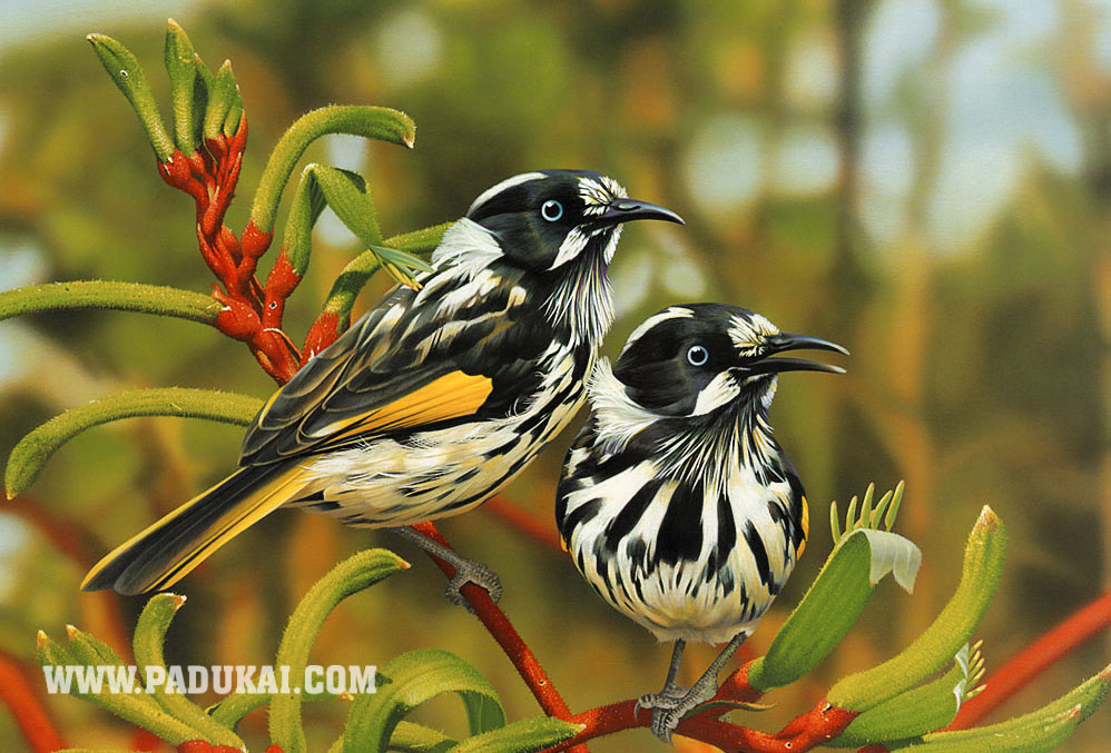 Win Min: Beautiful Birds, Fish, animals Photography, Colorful Birds ...