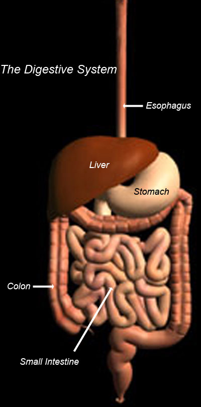 vertebrate digestive system histology - Basic Histology
