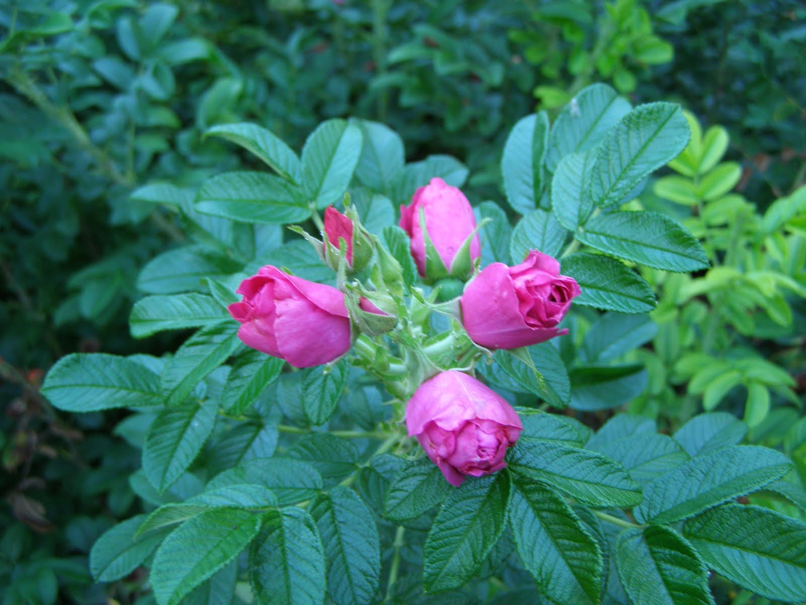 Vinlands Icelandics: Rosa rugosa