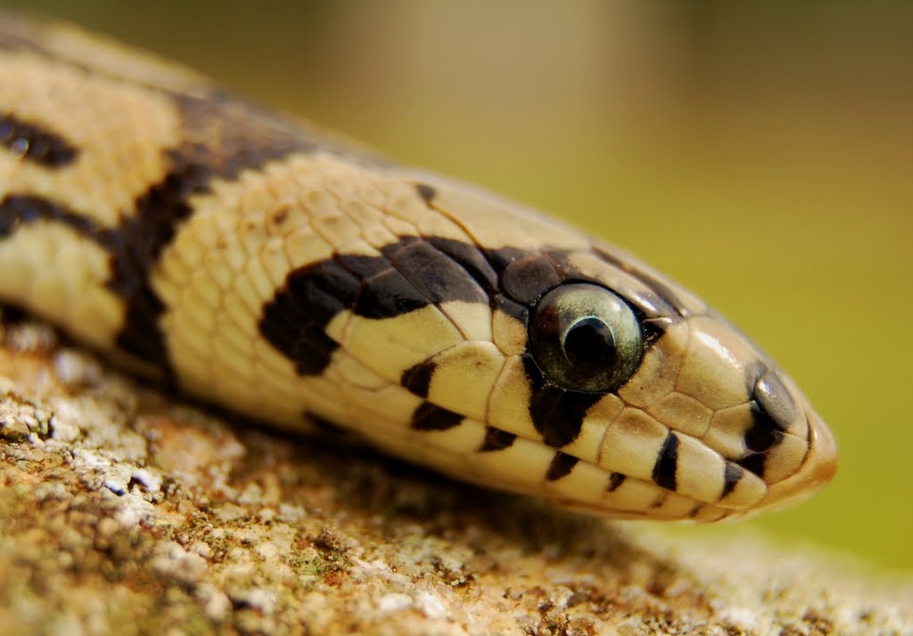 Budilord...ese loco buscando su pequeño sitio en el mundo: La culebra ...