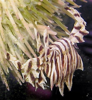 aquarium adventures: Some interesting Nano crustaceans