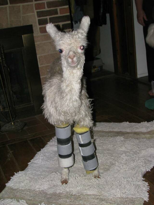 NURTURING NEWS from INSPIRATION LINE: PARALYZED ALPACA'S A CHARMER