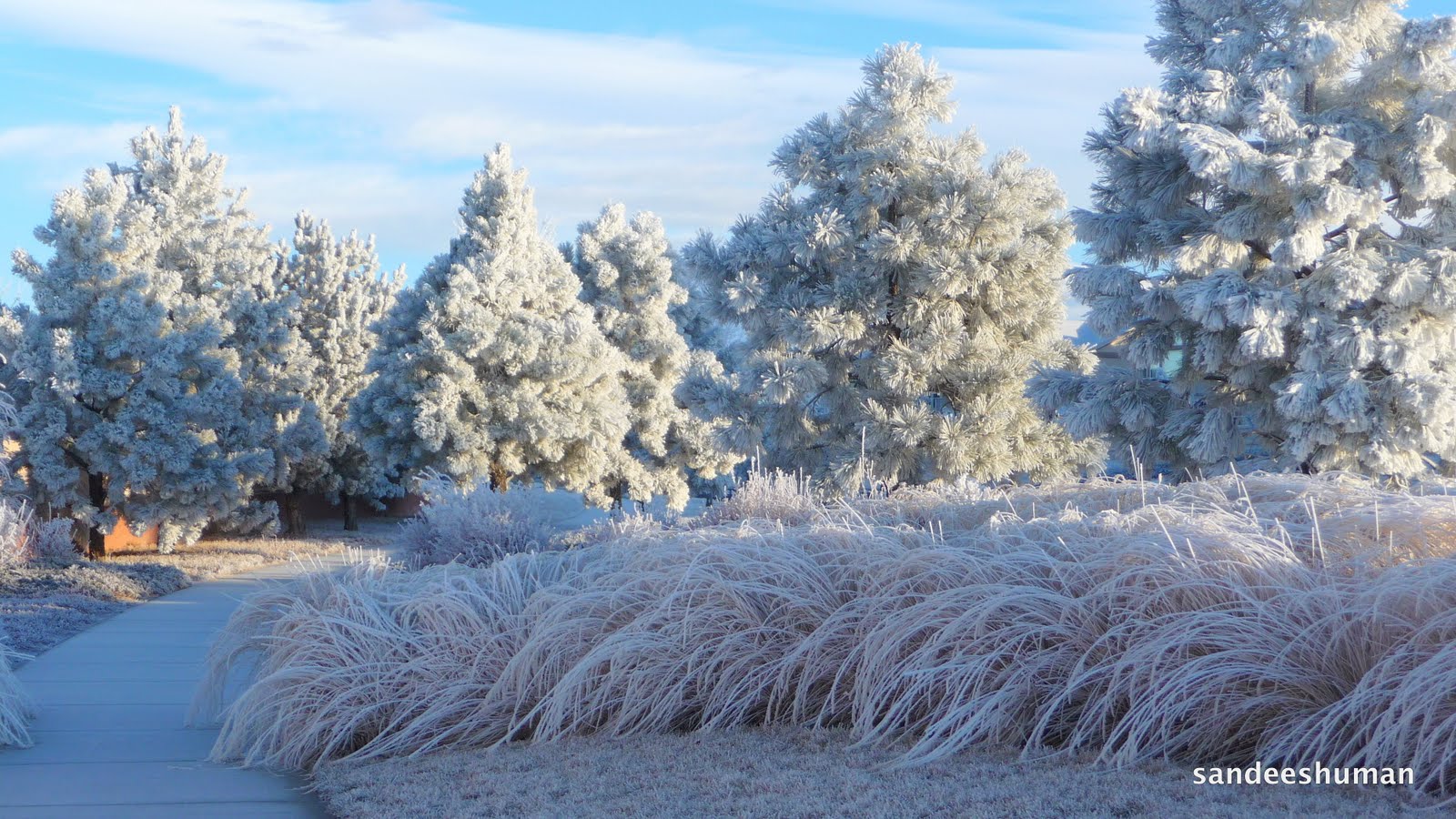 Shustrings: Hoar frost