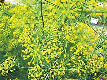 ERVAS E AROMAS: Erva-doce