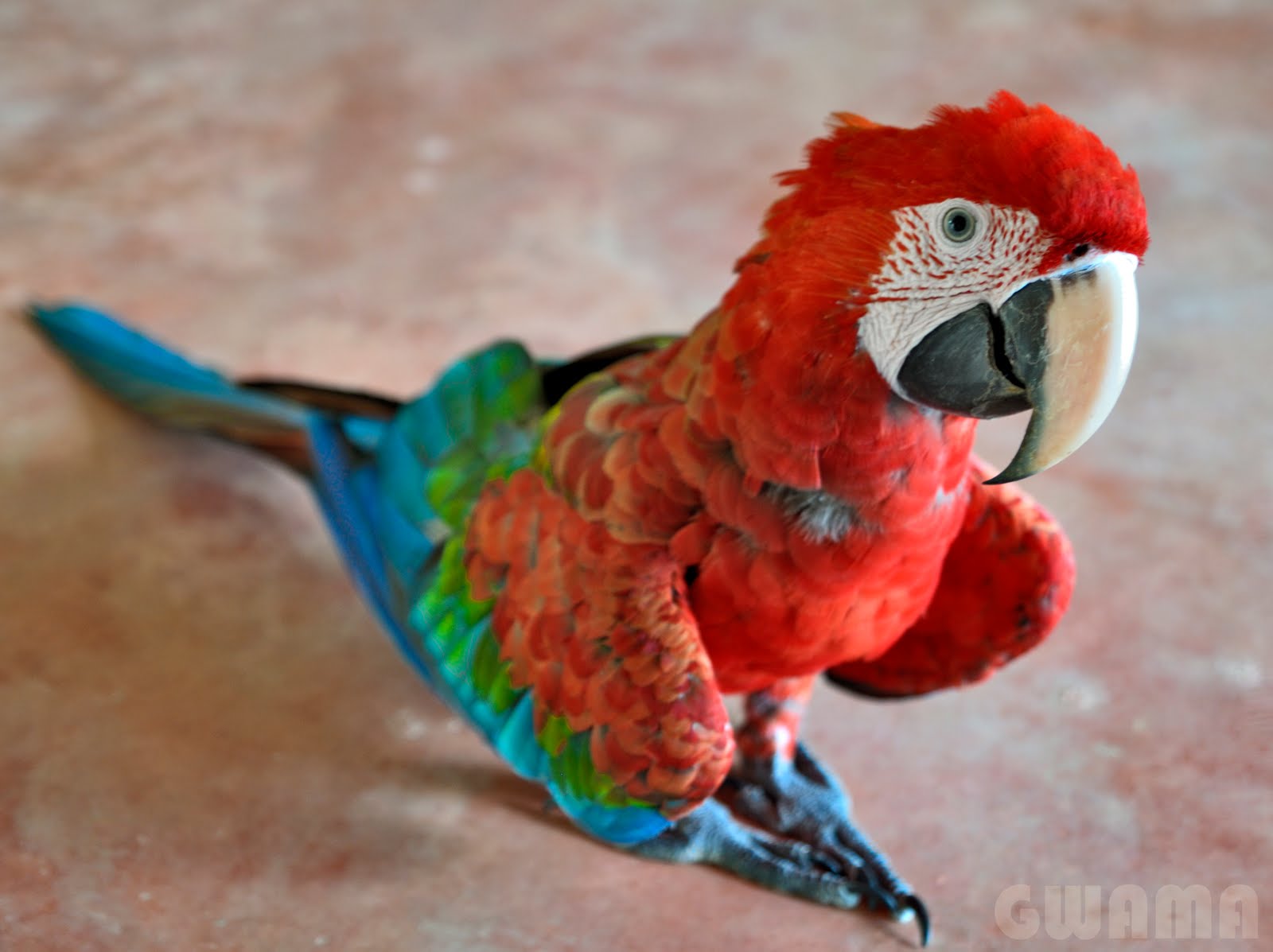 GWAMA PHOTOS: FAUNE-FAUNA-WILDELIFE