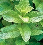 India AgroNews: Mentha cultivation increases in UP