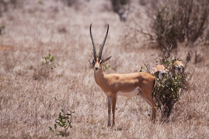Safari Kenya Con Samuel: LE MIGLIORI FOTO di SAMUEL SAFARI KENYA