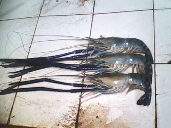 hadangistomatch: Tips Memancing udang...