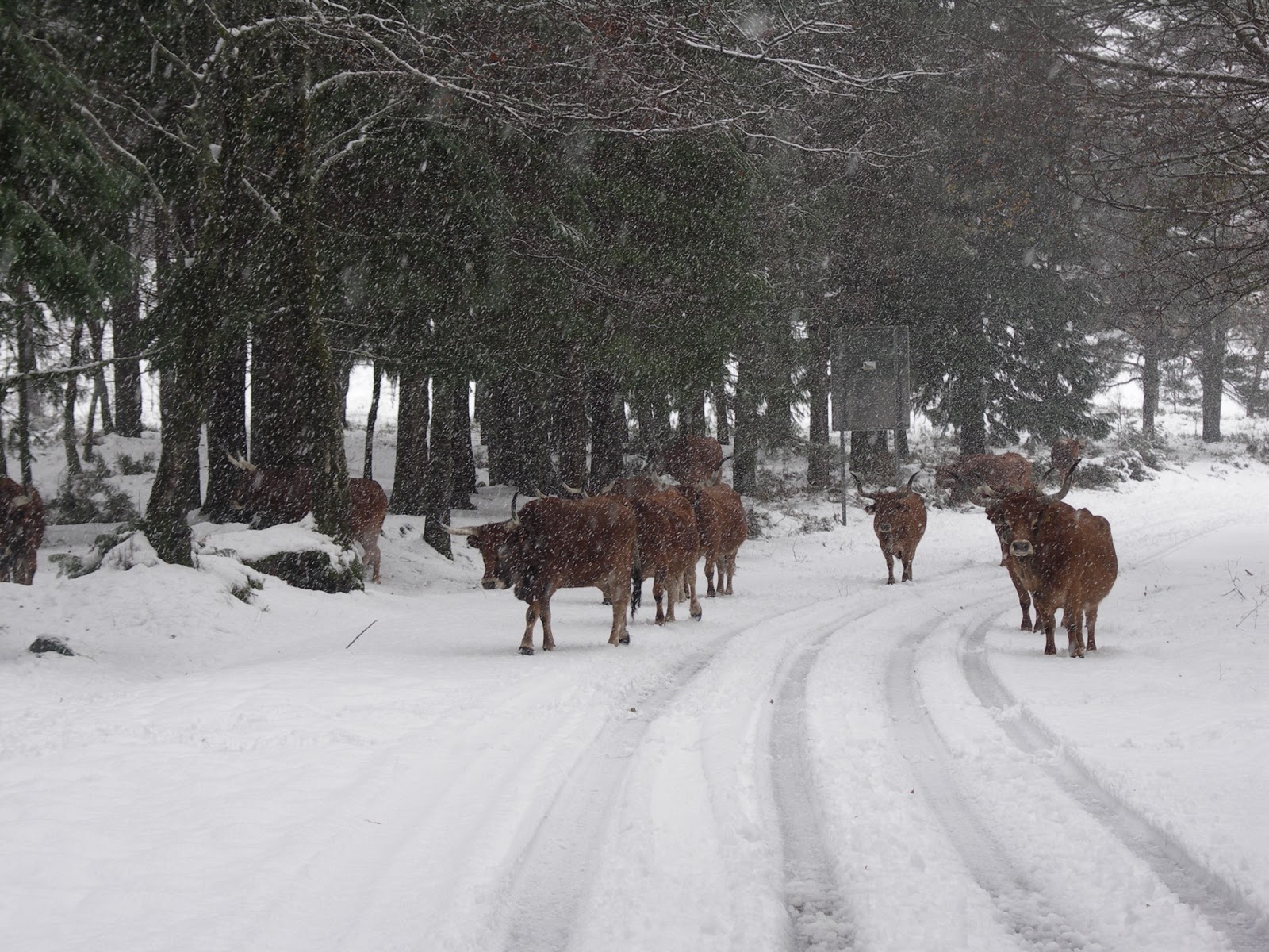 MAYCRAFTS: NEVE EM CASTRO LABOREIRO-MELGAÇO:: SNOW IN CASTRO LABOREIRO ...