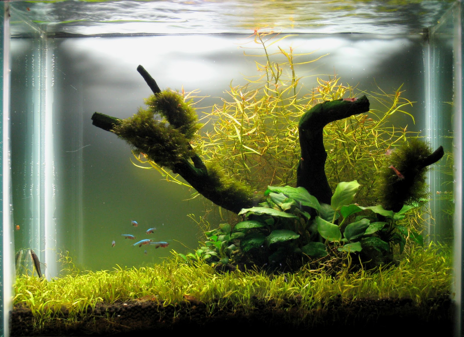 cara membuat aquascape: design mini aquascape