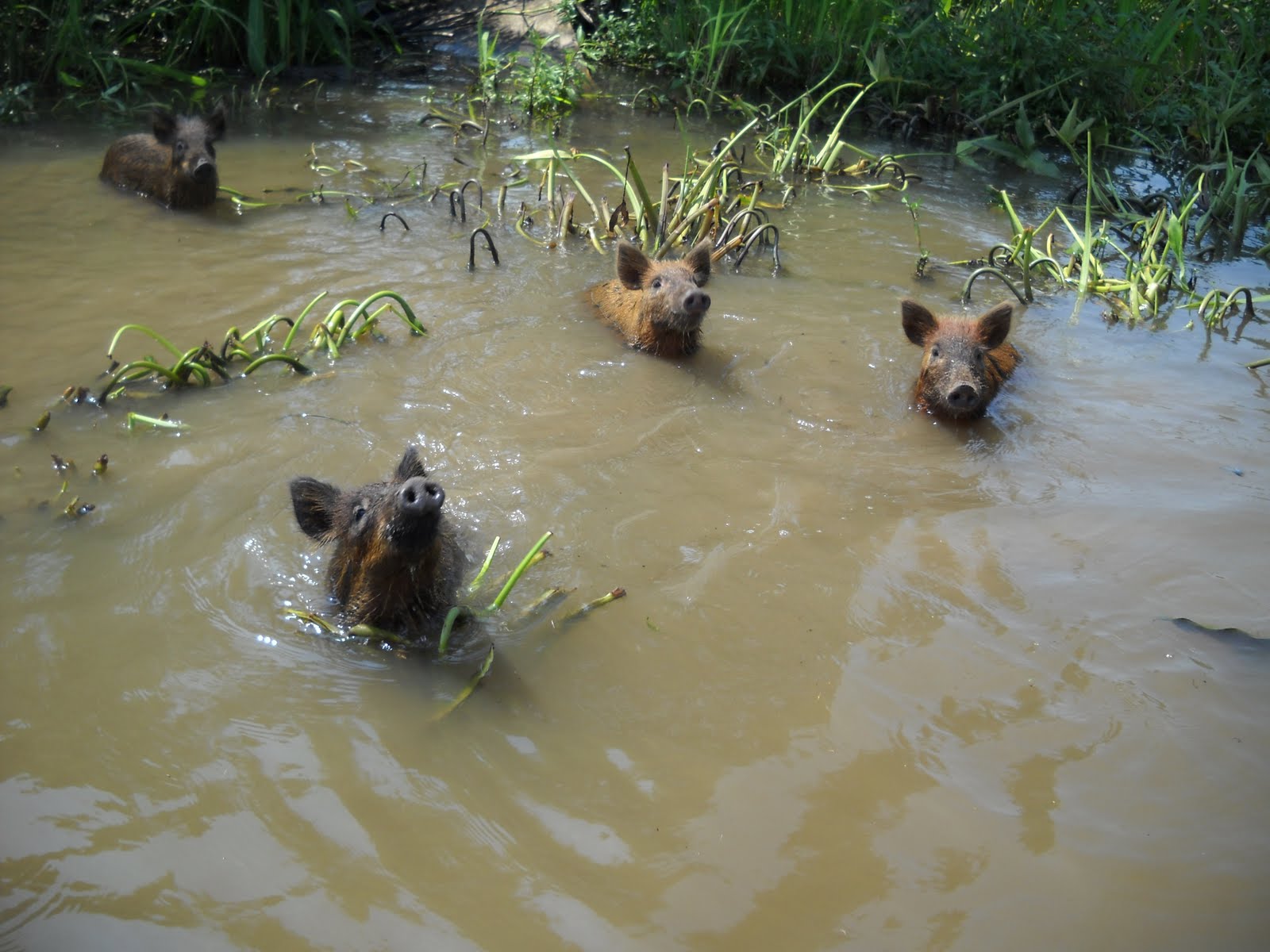 simply iowa: The Swamp Tour....