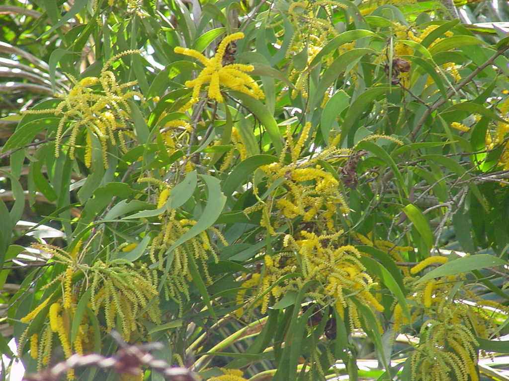 Menanam Tanaman Akasia | Kebunpedia