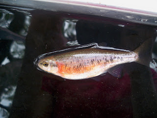 Virginia Tech Ichthyology Class : May 2009