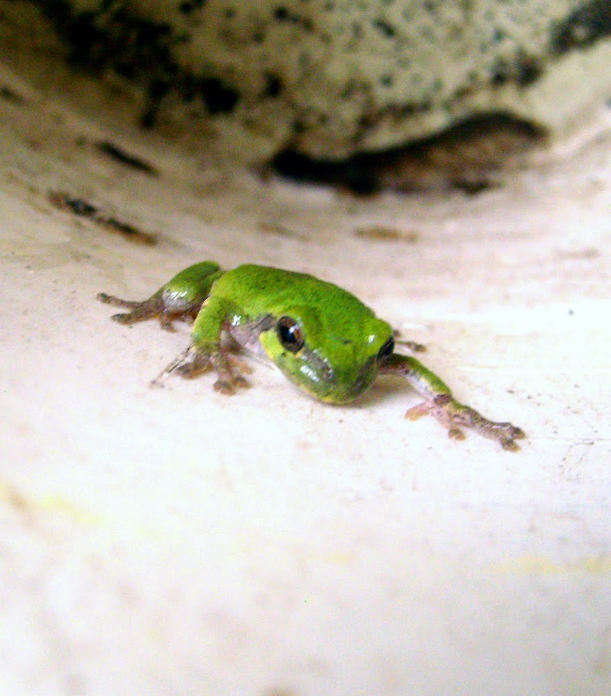 My Northern Leopard frog