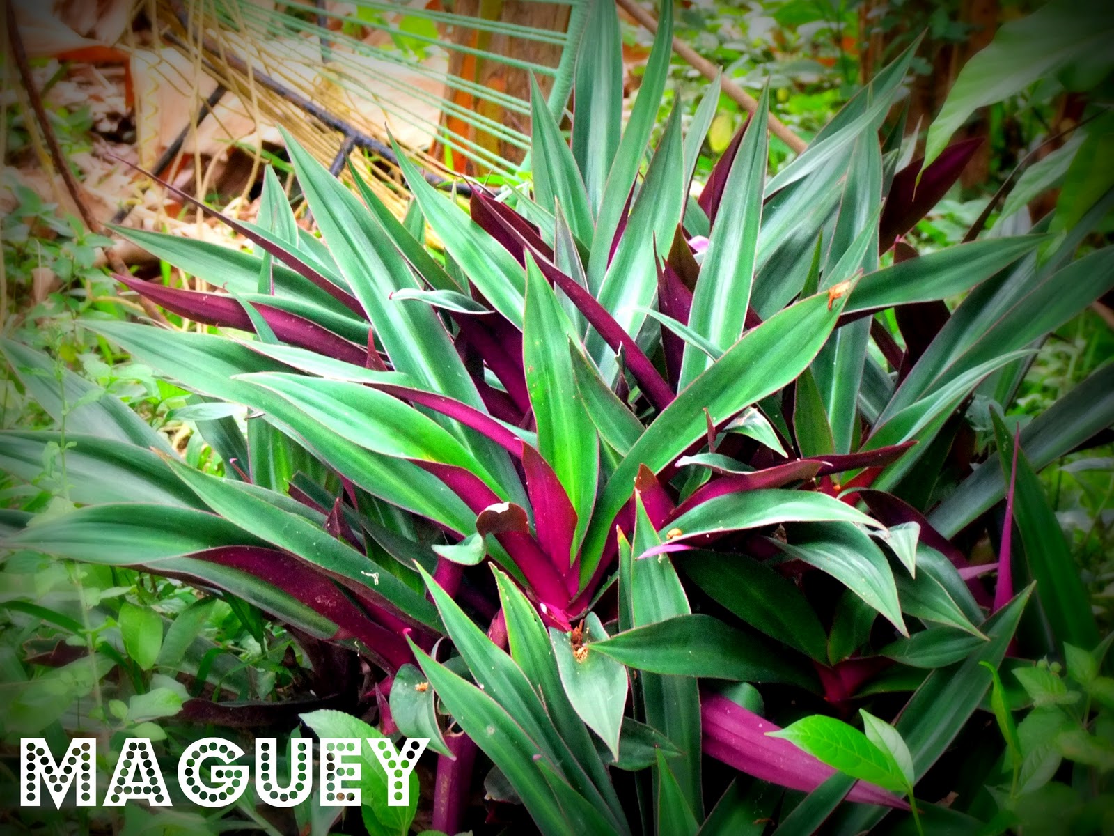 LUPITA MIRANDA GARCIA: La Biodiversidad de comalcalco Tabasco