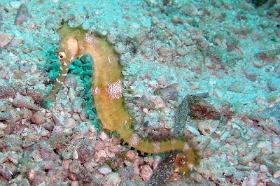 Philippines tourist destination: Dapia Dive Site in Talicud Island