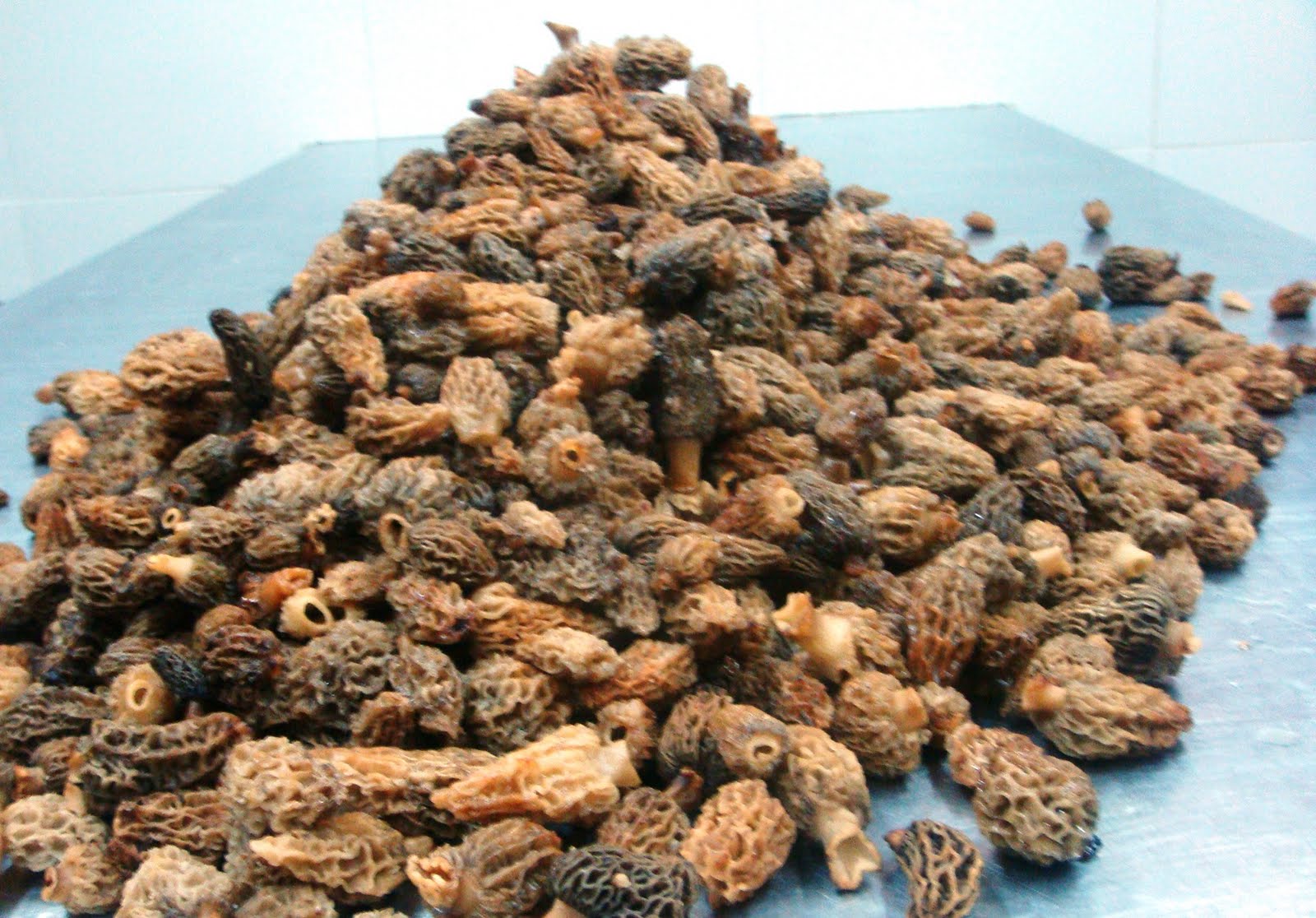 Gastromimix: Múrgula, rabassola, colmenilla, morchella, piñuela, morilla...