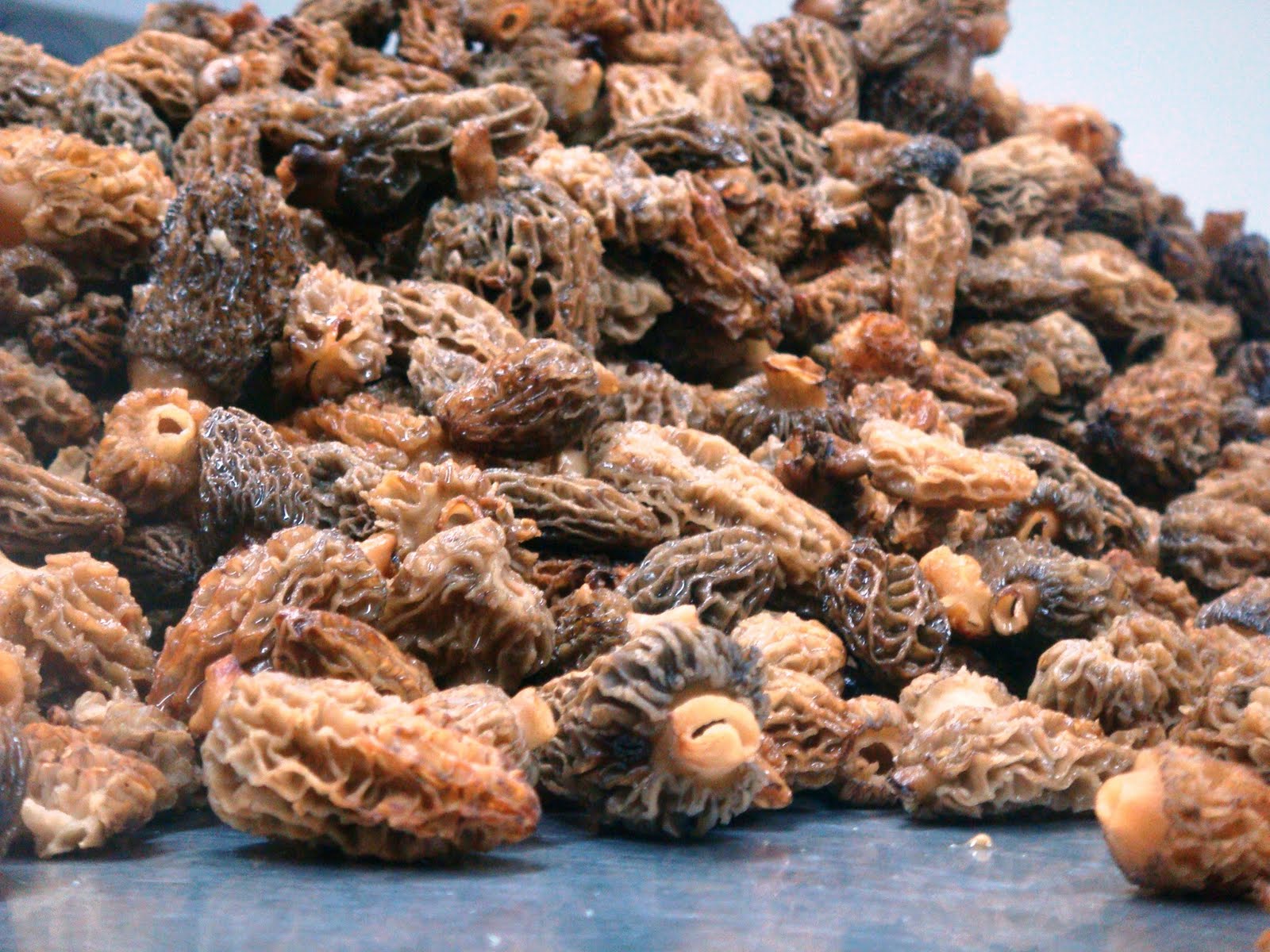 Gastromimix: Múrgula, rabassola, colmenilla, morchella, piñuela, morilla...