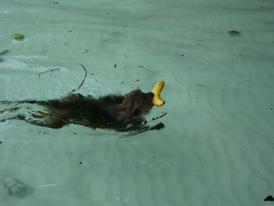 Diana & Giovanni: Phi Phi Island - macacos nadando no mar