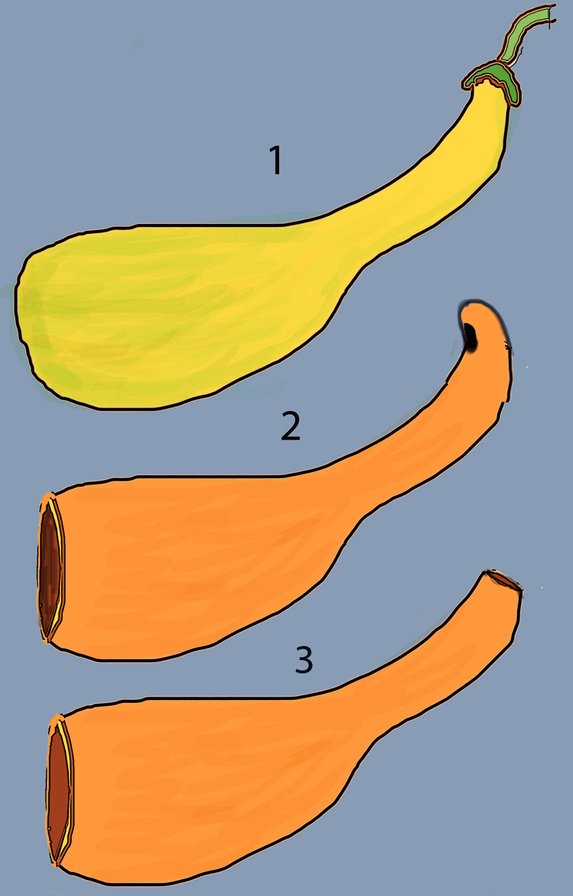 MEMORIA MUSICAL DEL ECUADOR: Banda Mocha y Bomba afroecuatorianas